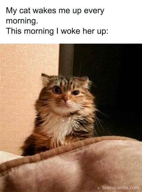 40 Funny Good Morning” Memes Guaranteed To Make You Smile Bored Panda