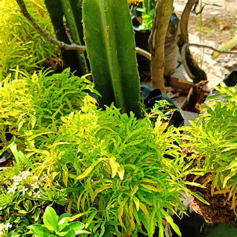 Jual Tanaman Hias Akalipa Brokoli Kuning Shopee Indonesia