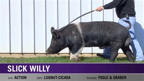 Slick Willy Top Choice Genetics Youtube
