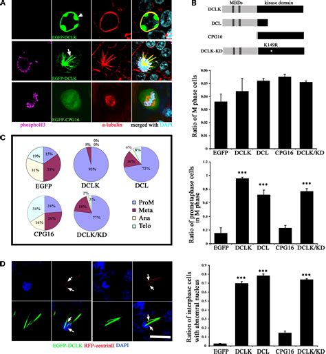 Doublecortin Like Kinase Controls Neurogenesis By Regulating Mitotic Spindles And M Phase