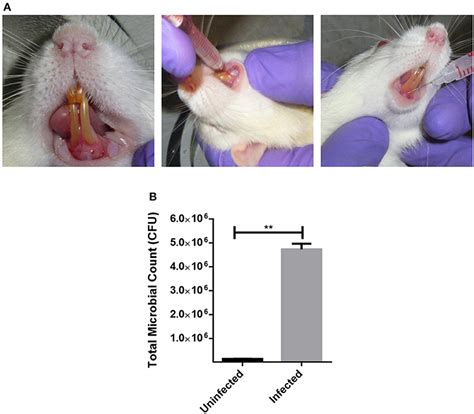 Frontiers Shockwave Therapy Efficiently Cures Multispecies Chronic