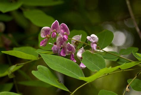 Flora Of Mozambique Species Information Individual Images Millettia