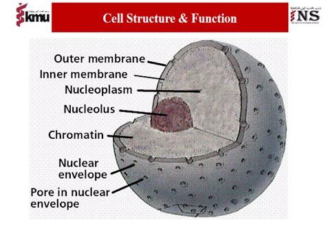 Lecture 3 Cellstructurefunctionppt Lecture 3 Cellstructurefunctionppt