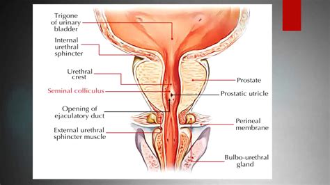 Lecture Of Dr Fatima Nasir Gross Anatomy On Topic Male Female Urethra YouTube
