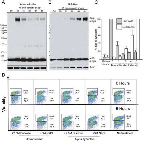 α syn aggregation does not induce cell death a western blot analysis download scientific