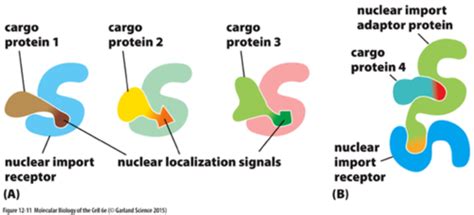 Cell Bio 6 Nuclear Transport Flashcards Quizlet