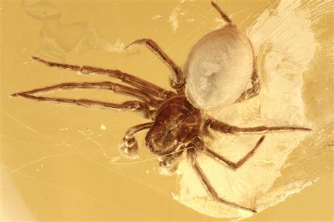Huge Detailed Fossil Spider Araneae In Baltic Amber 272685 For