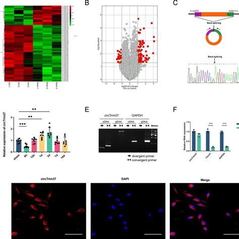 Circtrim37 Is Upregulated In Mouse Brain Tissue After Ich A Microarray Download Scientific