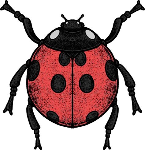 Premium Vector Lady Bug Illustrations