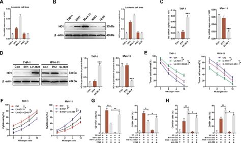 Overexpression Of Ho1 In Aml Cells Inhibited Nk Cell Cytotoxicity Via Download Scientific