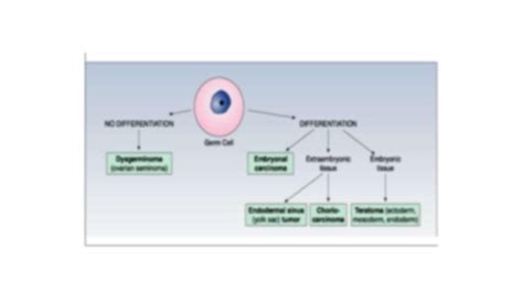 Solution Sex Cord Stromal And Germ Cell Tumors Studypool