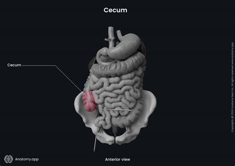 Large Intestine Anatomy App