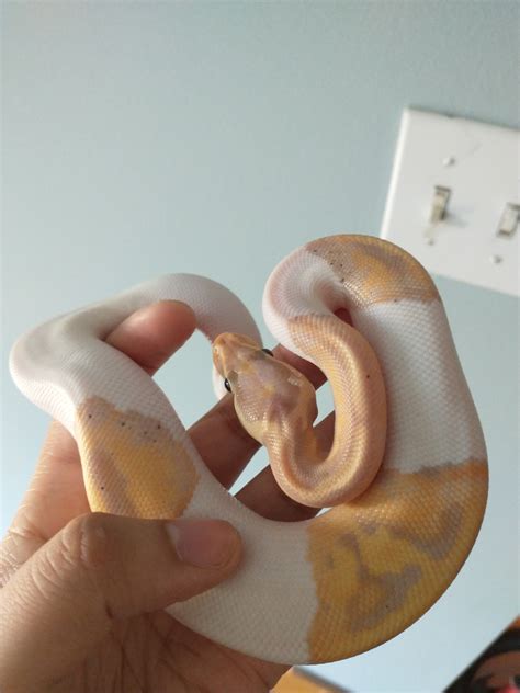 Banana Pied Ball Python By Olivia Augustine Morphmarket