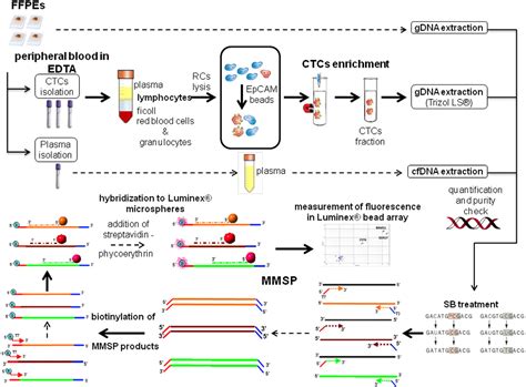 Figure 1 From Development And Validation Of A Multiplex Methylation