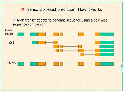 Ppt Gene Prediction And Annotation Techniques Basics Powerpoint