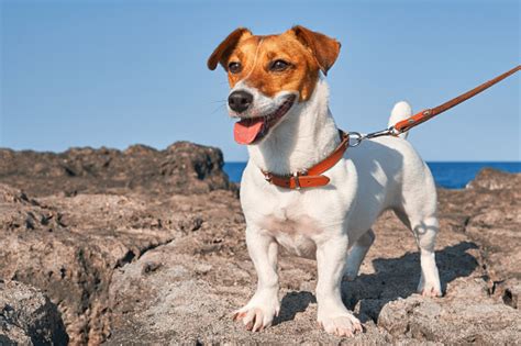 잭 러셀 테리어의 초상화 석양에 해변에서 바위에 서 있는 개 0명에 대한 스톡 사진 및 기타 이미지 0명 가을 가축 Istock