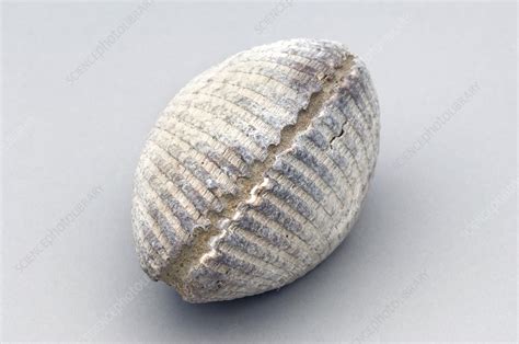 Fossil Clam Stock Image C013 4037 Science Photo Library