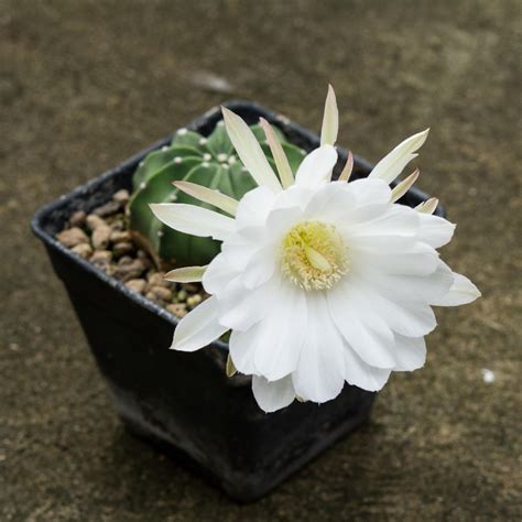 Echinopsis Ancistrophora Picturethis
