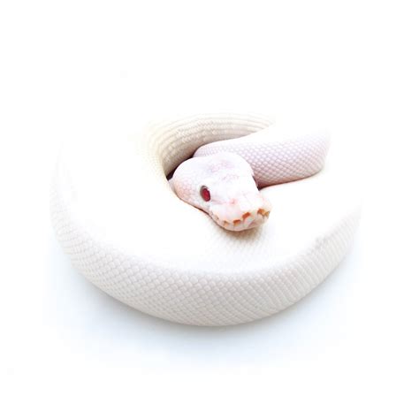 Red Eyed Leucistic Ball Python