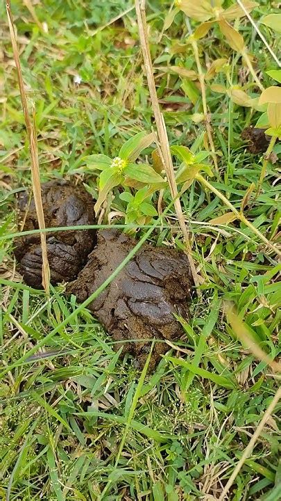 Dung Bettle Creating Cow Dung Circle Youtube