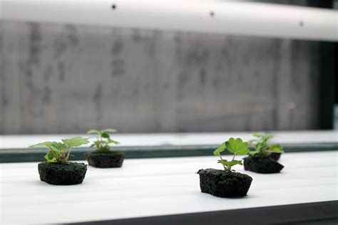 Cotyledon Leaves Pure Greens Container Farms