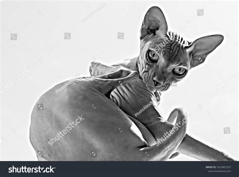 Naked Cat Over Royalty Free Licensable Stock Illustrations Drawings Shutterstock