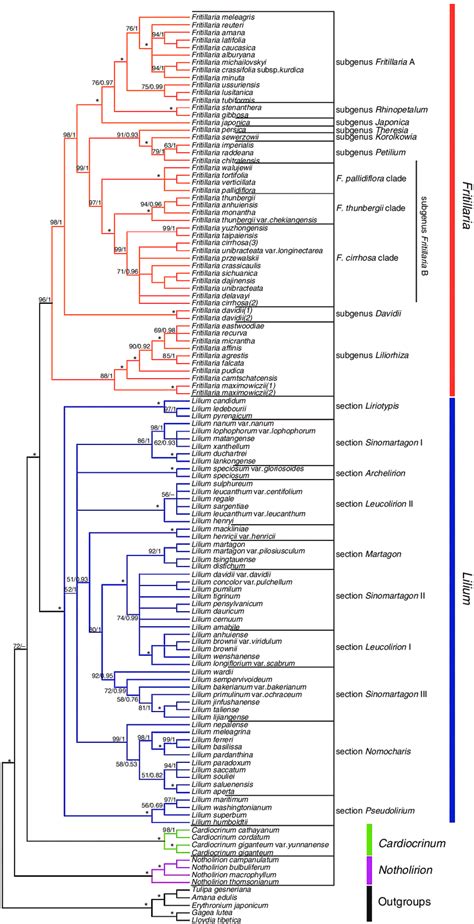 Fifty Per Cent Majority Rule Consensus Tree From Bayesian Analysis Of