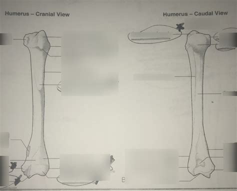 Humerus Cranial And Caudal View Diagram Quizlet
