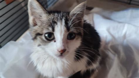 Мама кошка вывела котят из леса но выжили не все Youtube