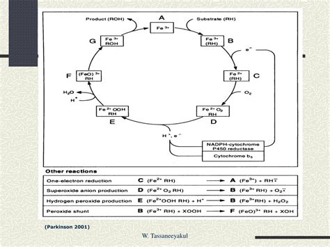 Ppt Metabolism Biotransformation Of Toxicants Powerpoint