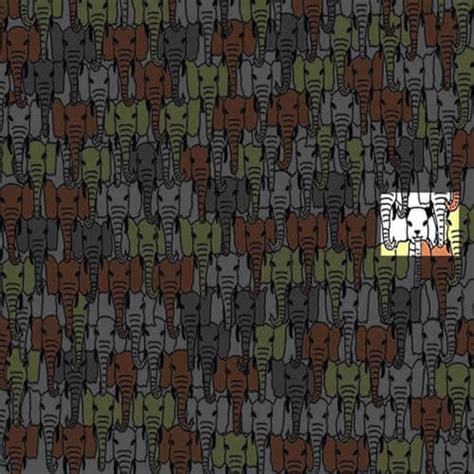 Тест Анхаарал төвлөрөх чадвараа ингэж шалгаарай