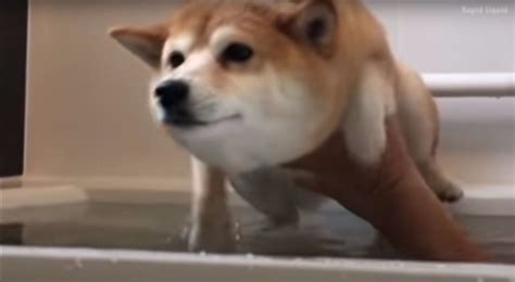 狗刨式游泳现场教学哔哩哔哩 ゜ ゜つロ 干杯~ Bilibili