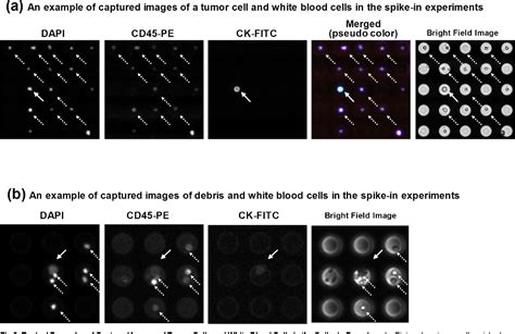 Figure 1 From High Density Dielectrophoretic Microwell Array For Detection Capture And Single