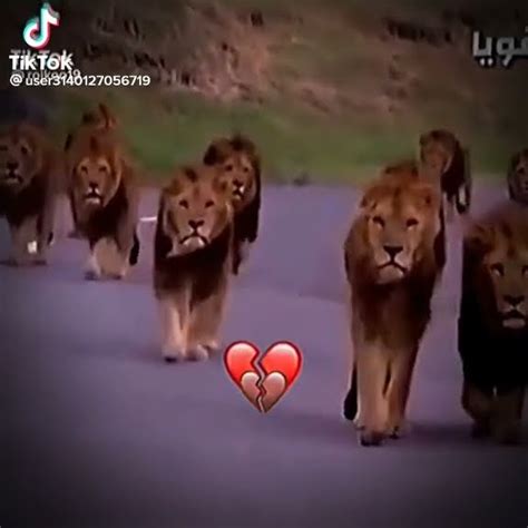 ٢٩ يوليو، ٢٠٢٣ Youtube