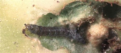 Tomato Pinworm Biocontrol Damage And Life Cycle