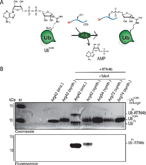 sdea mediated ligation of ub adpr and fluorescent rtn4b 20 mer fragment