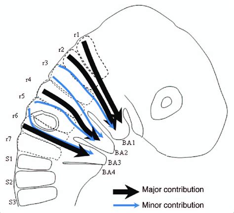 The Migration Of The Cranial Neural Crest Cells Into The Branchial Download Scientific Diagram