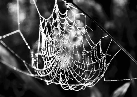 거미줄 빗방울 이 슬 방울 검정색과 Pixabay의 무료 사진 Pixabay