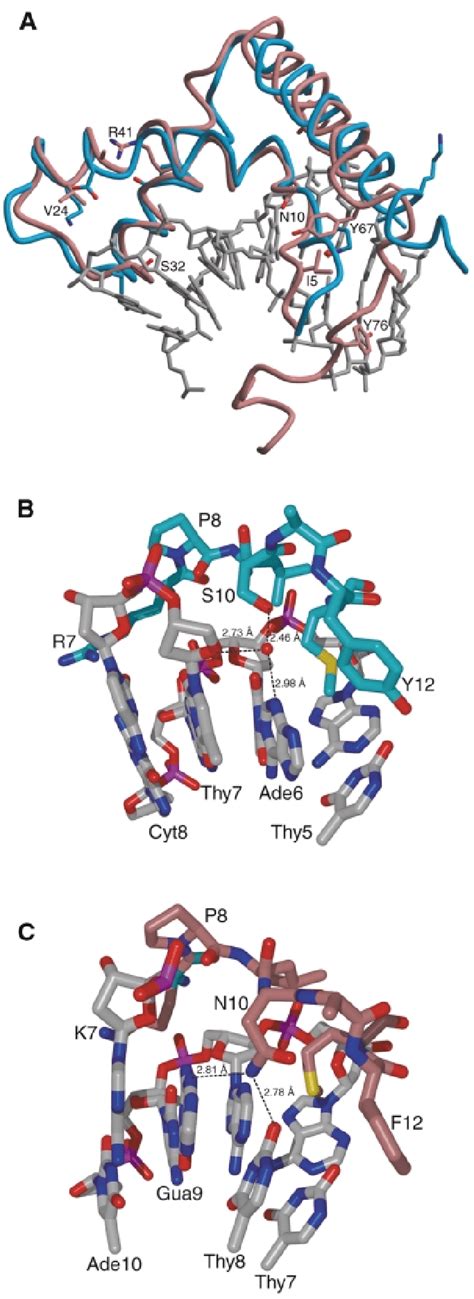 Structural Features Involved In Non Sequence Specific Dna Recognition