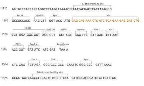 Vector Backbone Pcmv3 N Myc
