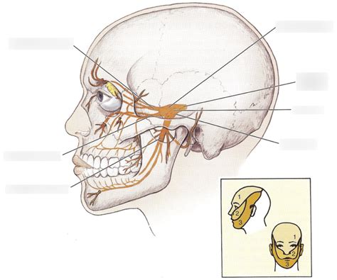 Diagram Of Head And Neck Innervations Of Muscles Of Mastication Quizlet