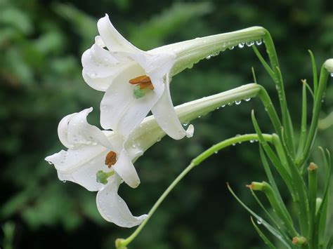 雨上がりのユリ 安芸君の散歩画像1