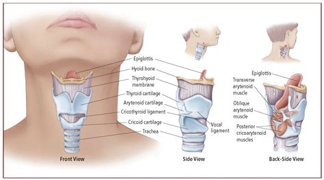 Thyroplasty In Iran Medpersia Medical Tourism