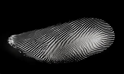 Abstract Black And White Fingerprint Pattern Showcasing Intricate Lines And Textures