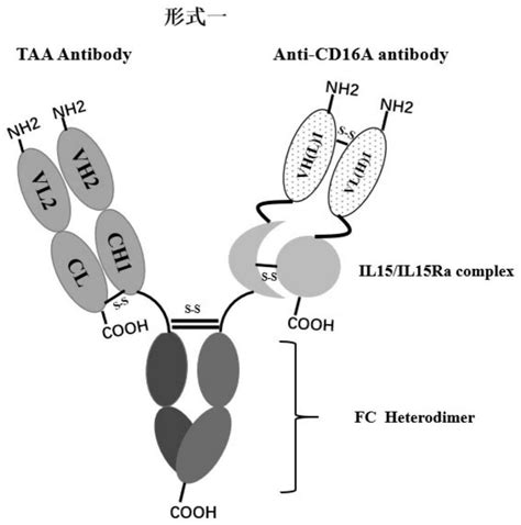 抗原靶向抗CD16A和免疫效应细胞激活三功能融合蛋白及其应用的制作方法