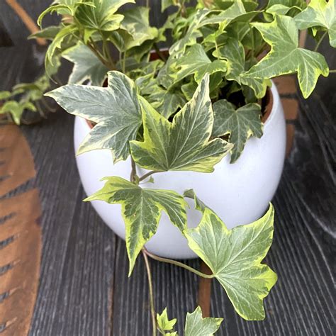 Iedera Hedera Helix Yellow Ripple 3 4 Plante Ghiveci