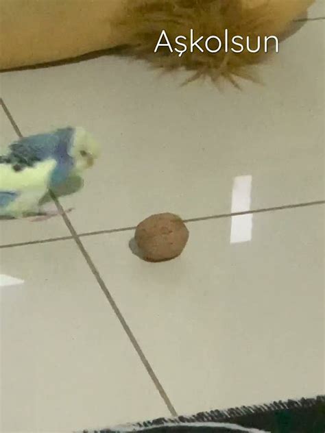 Aşk Olsun Paşa🤗😀 Youtube