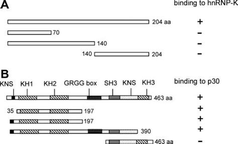 Regions Of P30 And Hnrnp K Involved In The Interaction A Schematic