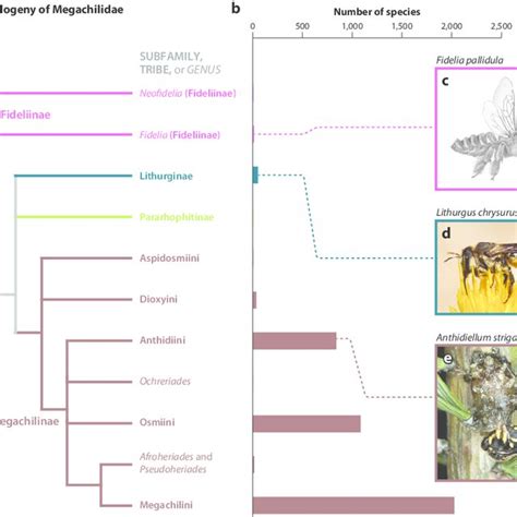 Pdf The Impact Of Molecular Data On Our Understanding Of Bee Phylogeny And Evolution