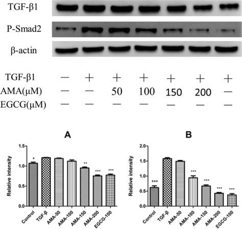 Effect Of Ama On The Expression Of Tgf βp Smad2 Signaling Pathway In